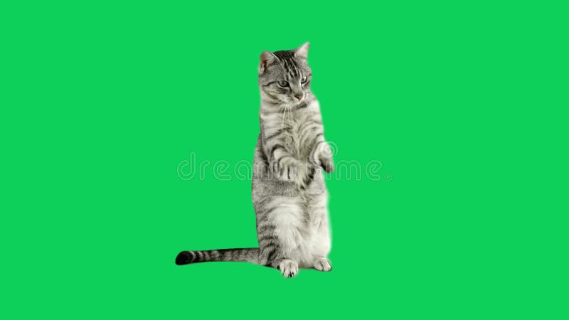 Cute Cat on Green Screen with Motion Background in High Quality Video ...