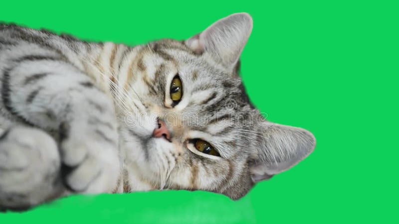 Cute Cat on Green Screen with Motion Background in High Quality Video ...