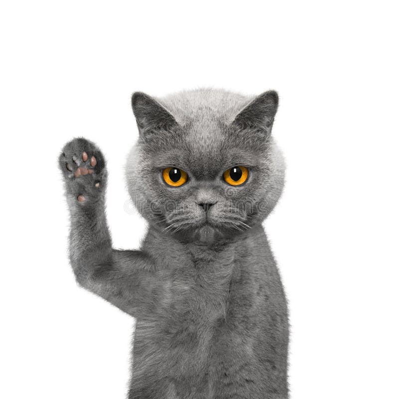 Cute cat is greeting you stock image. Image of hand, hello - 71305661