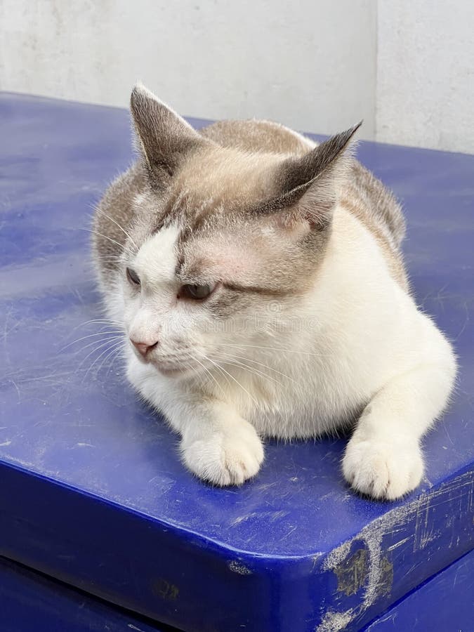 Cute cat on the ground stock image. Image of animal - 252692685