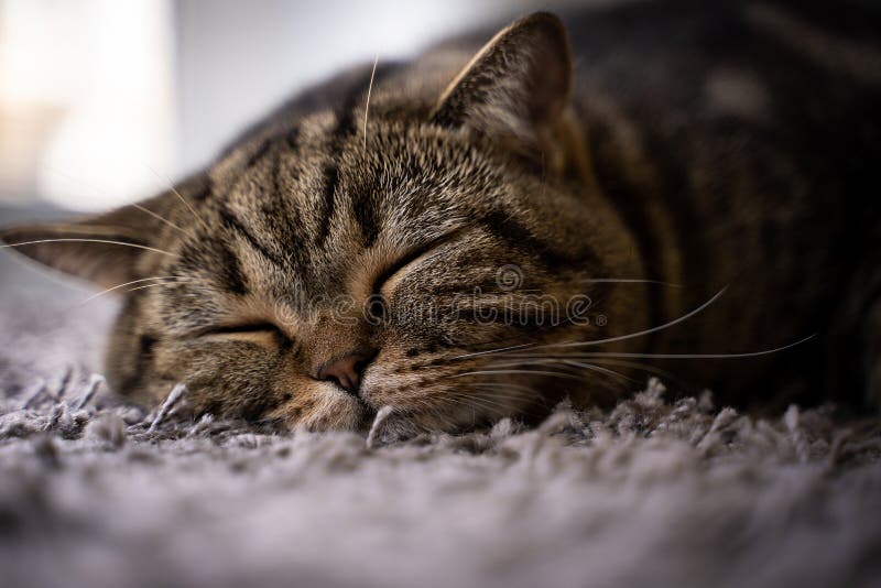 Cute Cat Happy Smile Pets Sleeping Stock Image - Image of adorable ...