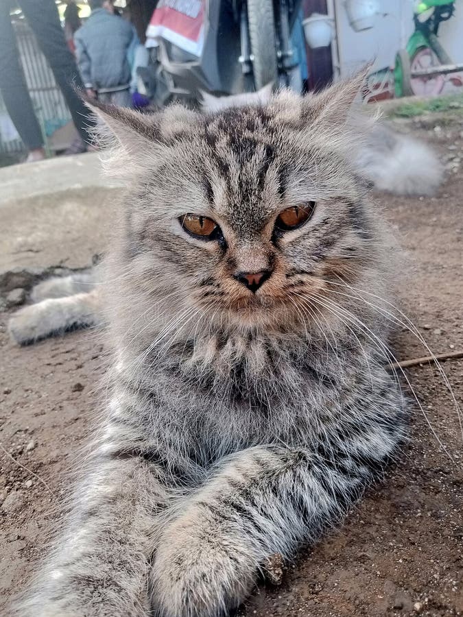 A Cute Cat but Has a Scary Face Stock Photo - Image of scary, face ...