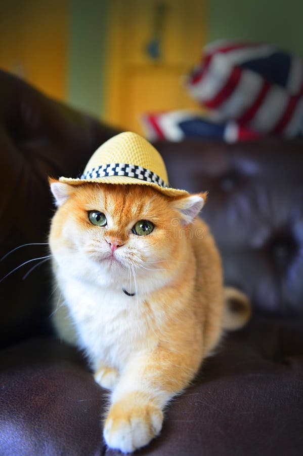 Cute Cat Hat stock image. Image of garfield, purebred - 89151823