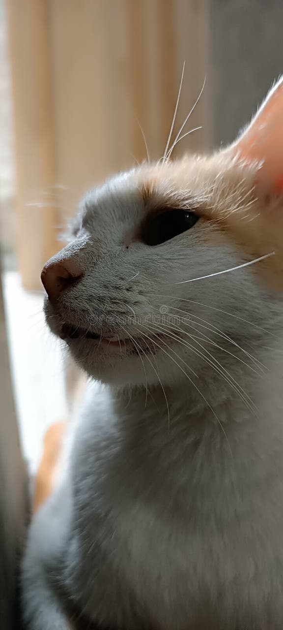 Cute Cat Hatch he is Very Greedy Stock Photo - Image of cute, hatch ...