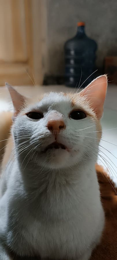 Cute Cat Hatch he is Very Greedy Stock Image - Image of organ ...