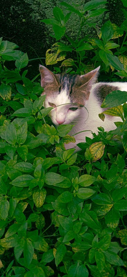 A Cute Cat Hidden on the Grass in the Garden Stock Photo - Image of ...
