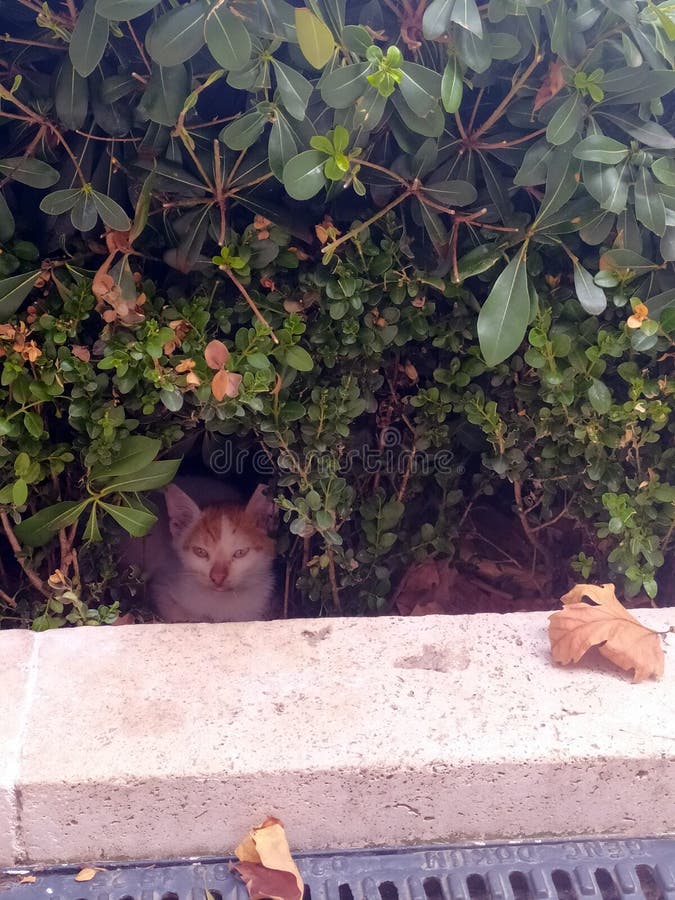 Cute Cat Hidden in Leafs stock photo. Image of domestic - 266384296