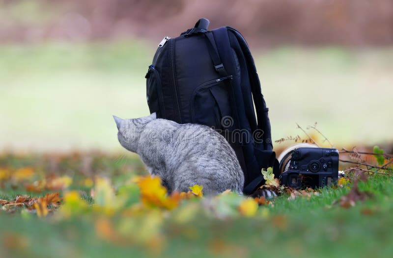 Cute Cat Hiding Behind a Backpack Stock Image - Image of green, hair ...