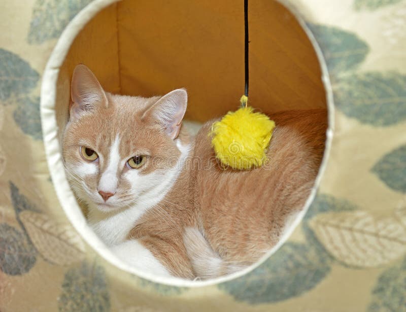 Cute Cat Hiding in a Fabric House Stock Image - Image of house, kitty ...