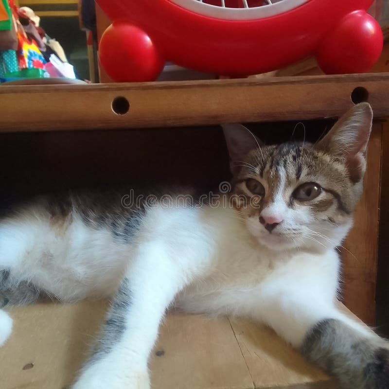 Cute Cat Hiding Under the Table on the Table There is a Fan Stock Image ...