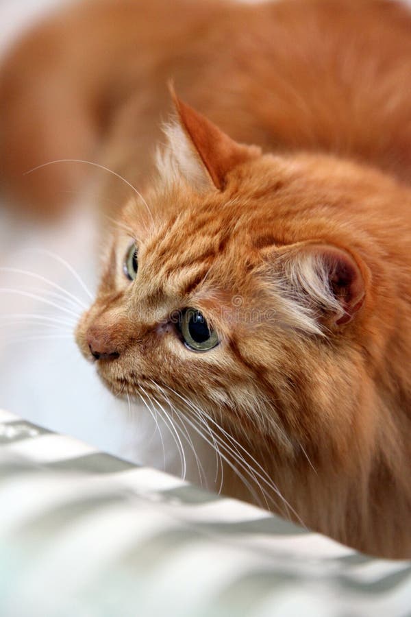 Angora Cat stock photo. Image of life, curious, feline - 29907388