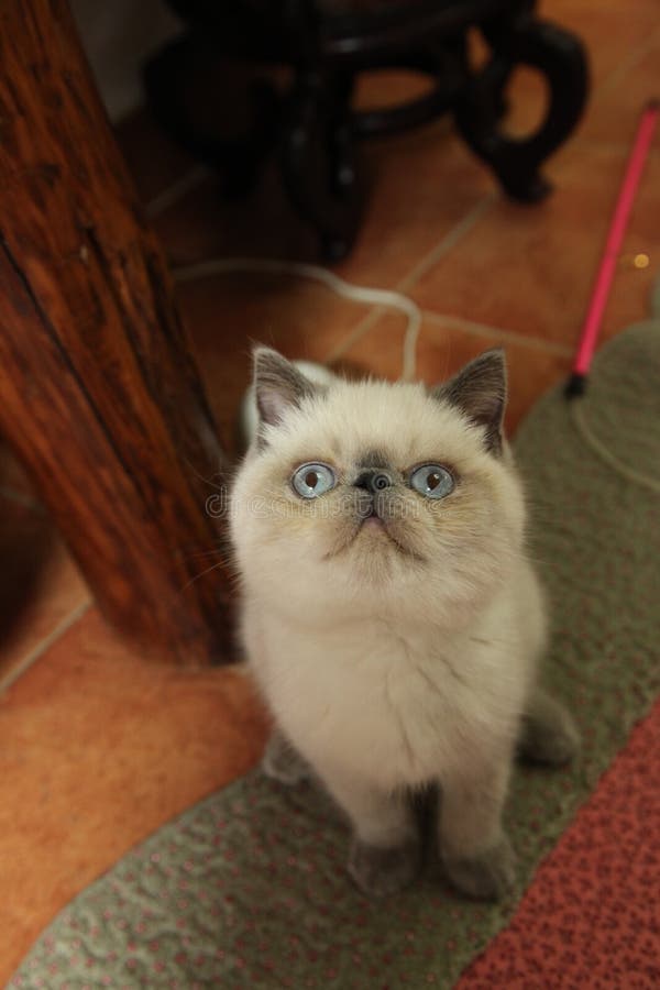 Himalayan Cat stock image. Image of fluffy, pedigree - 29907999