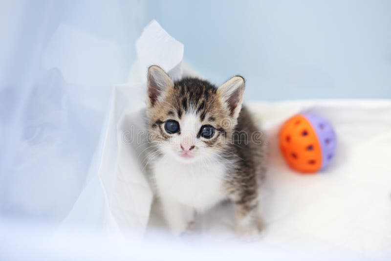 Cute cat stock photo. Image of feline, home, cute, hair - 56590252