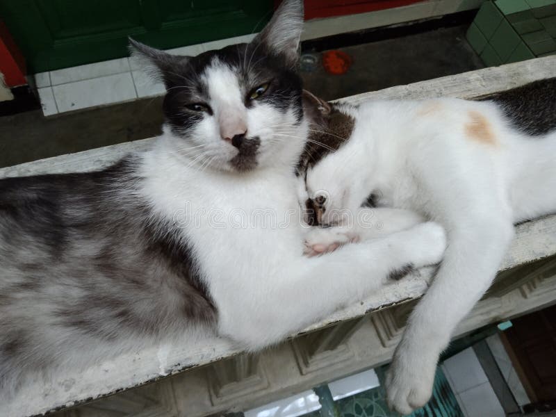 Cute Cat Hug stock image. Image of carnivore, snow, black - 262238317