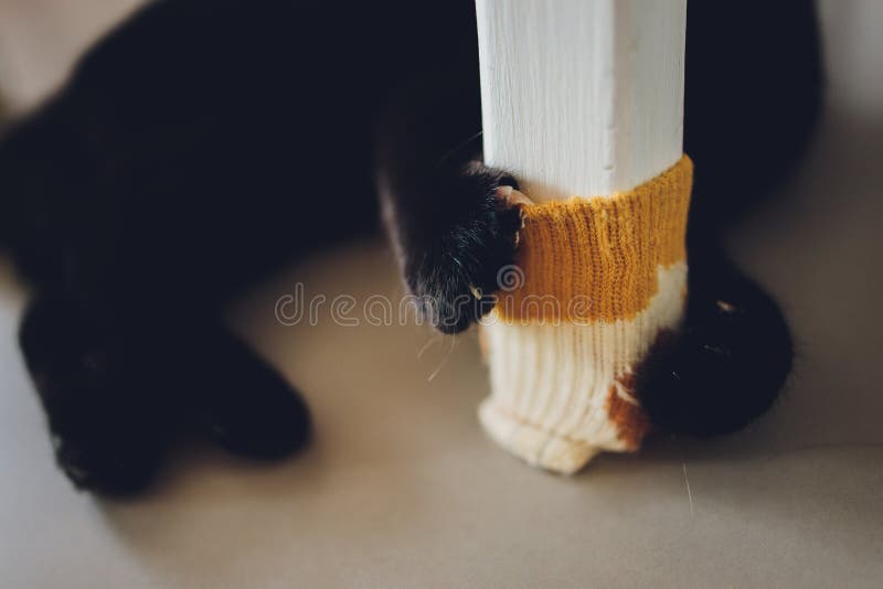 Cute Cat Hugs Scratching Post Chair Leg. Stock Photo - Image of feline ...