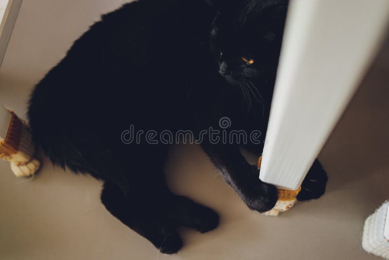 Cute Cat Hugs Scratching Post Chair Leg. Stock Image - Image of looking ...