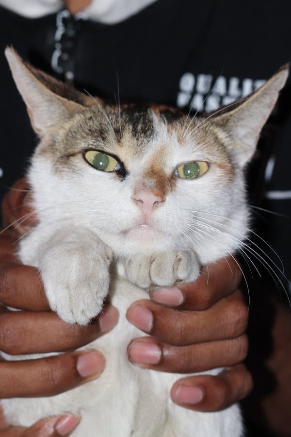 A cute cat in human hand stock image. Image of indoor - 167632461