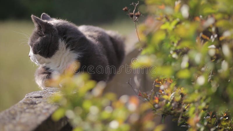 Immersed in Nature S Embrace: Relishing the Unbounded Happiness Stock ...