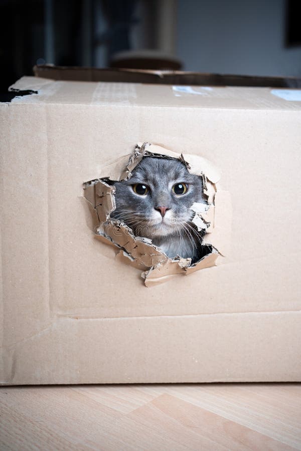 Cute Cat Inside of Box Looking Out through Hole Stock Photo - Image of ...