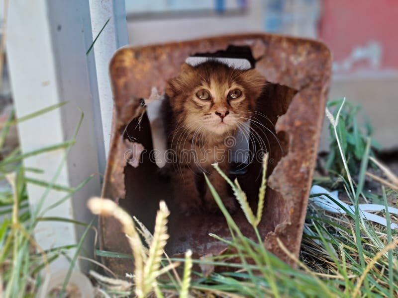 Cute Cat Inside a Rusty Box Stock Photo - Image of tree, mammal: 291168418