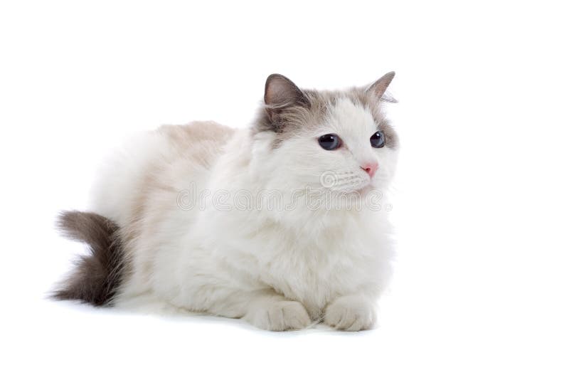 Cute cat isolated on white stock image. Image of details - 6918979