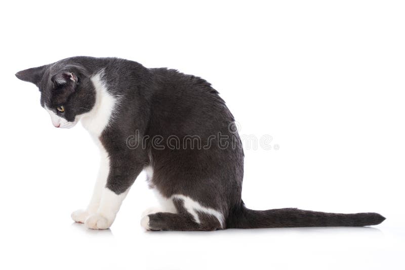 229 Cat Looks Down Isolated Stock Photos - Free & Royalty-Free Stock ...
