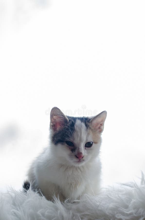 Cute cat isolated stock image. Image of matte, atmosphere - 127708585