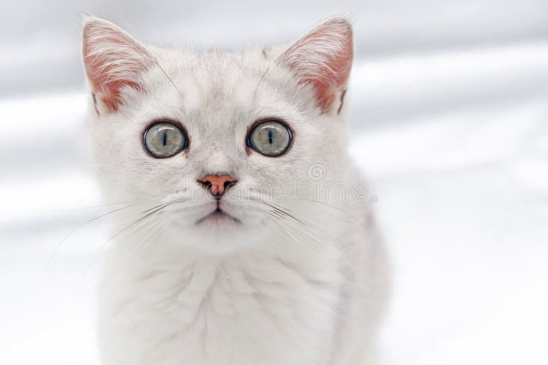 Cute Cat keep alert stock photo. Image of sleepn, gradient - 226607734