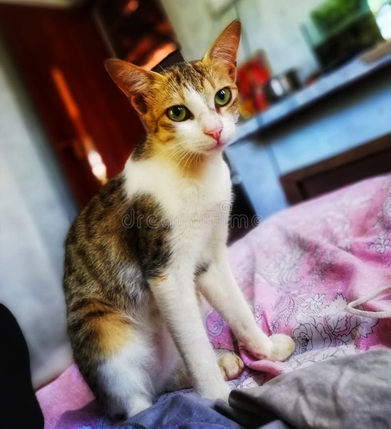 Cute Cat,kitten,cat Simply Looking,waiting Stock Image - Image of ...