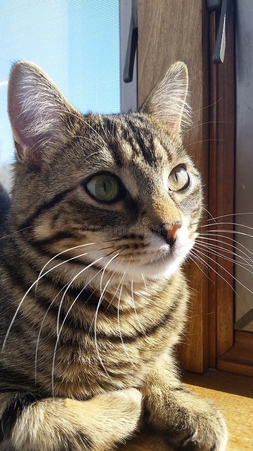 Cute cat stock photo. Image of tabby, ready, kitty, green - 80638388