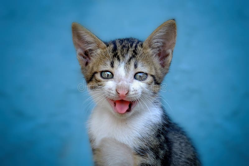 Cute Cat Laughing Sticking Stock Photos - Free & Royalty-Free Stock ...