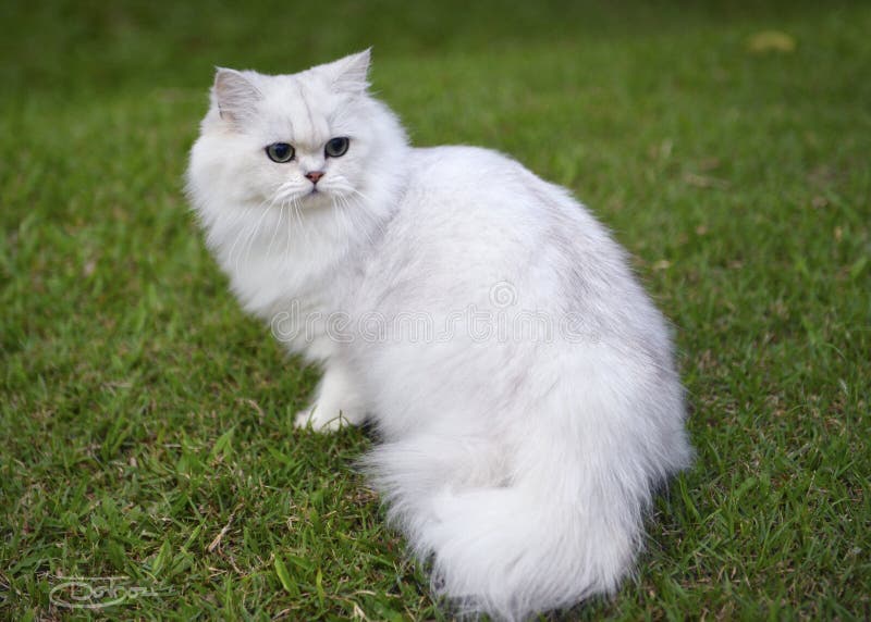 Cute Cat on a lawn stock photo. Image of little, purebred - 88313900