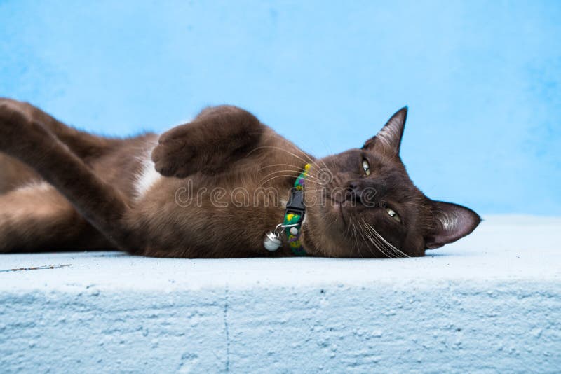 A Cute Cat Lay Down and Looking at You Stock Image - Image of sharp ...