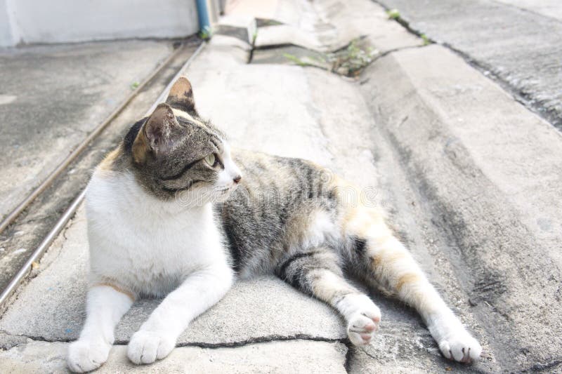 Cat Looking Down Stock Images - Download 10,976 Royalty Free Photos ...