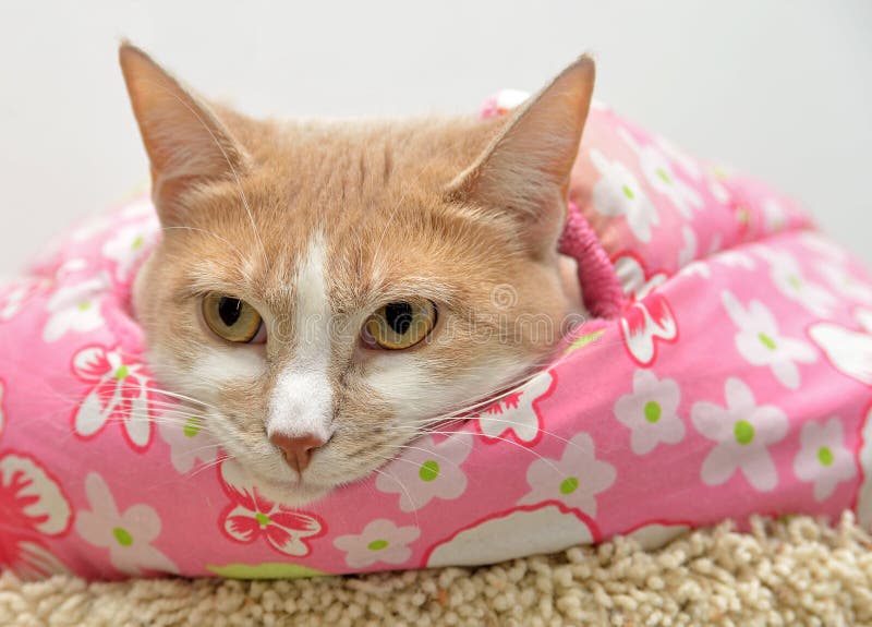 Cute cat laying down stock image. Image of winter, tabby - 29146519