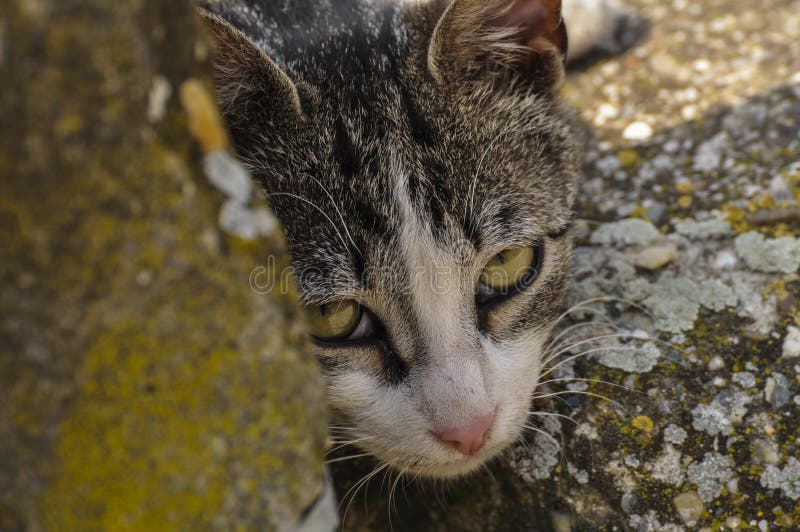 Cute Cat Lie Down on the Concrete. Lazy Cat Sit on Concrete Stock Photo ... Cute Cat Lie Down on the Concrete. Lazy Cat Sit on Concrete Stock Photo ...