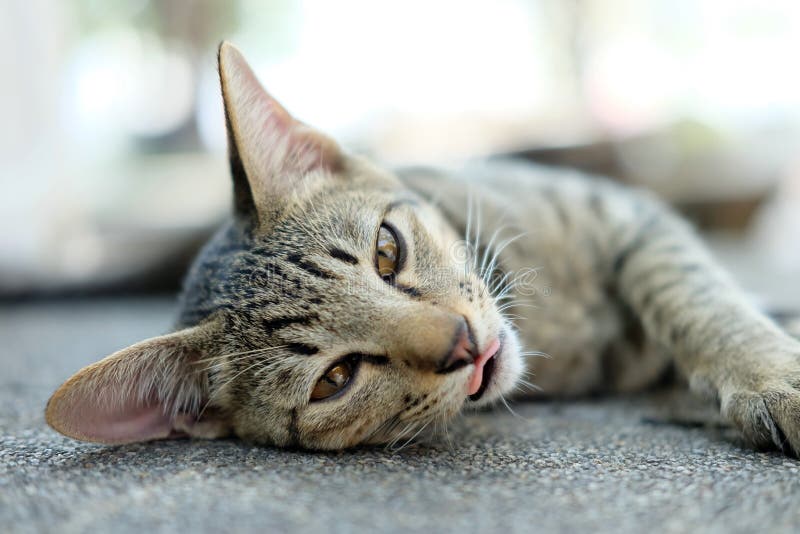Cute Cat Lie Down on the Floor Stock Photo - Image of sleeping, face ... Cute Cat Lie Down on the Floor Stock Photo - Image of sleeping, face ...