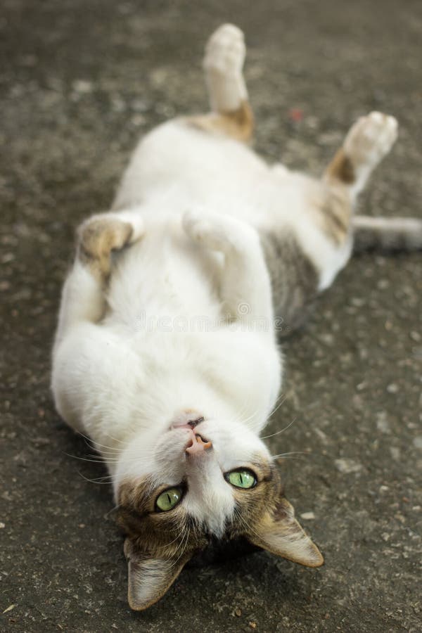 Cute cat lie stock image. Image of animal, sterile, sleep - 62298741