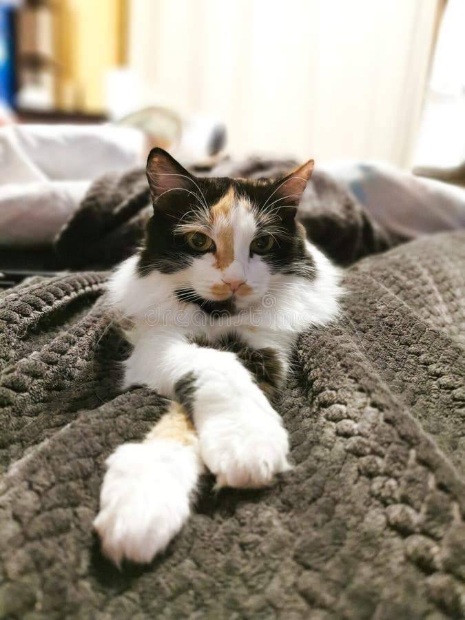 Cute Cat Lies on the Bed with Its Paws Outstretched. Stock Image ...