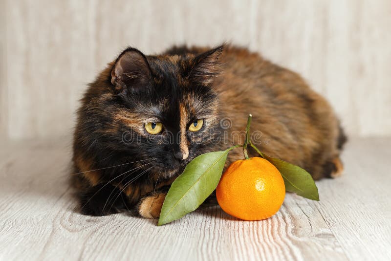 250 Cat Mandarin Photos - Free & Royalty-Free Stock Photos from Dreamstime