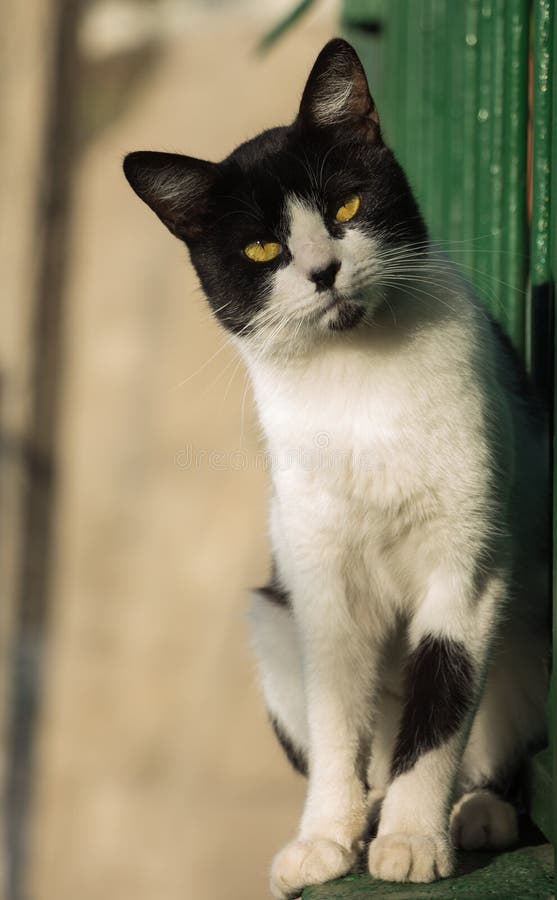 Cute cat stock image. Image of mammal, green, feline - 71010807