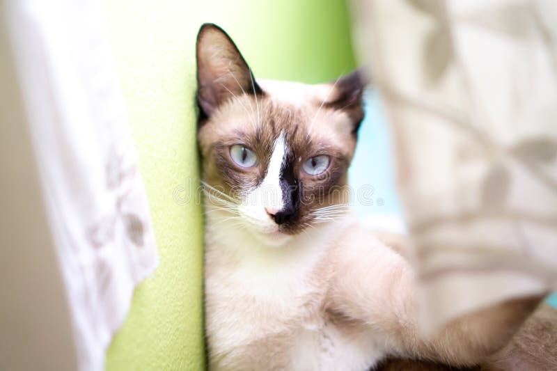 Cute cat look at camera stock image. Image of lookat - 132356595