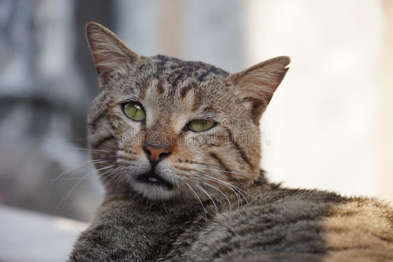 2,347 Cat Face Side Look Stock Photos - Free & Royalty-Free Stock ...