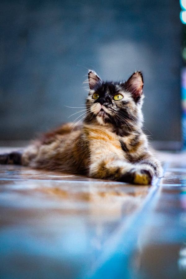 Cute Cat Look the Friend Jump Stock Photo - Image of animal, jump ...