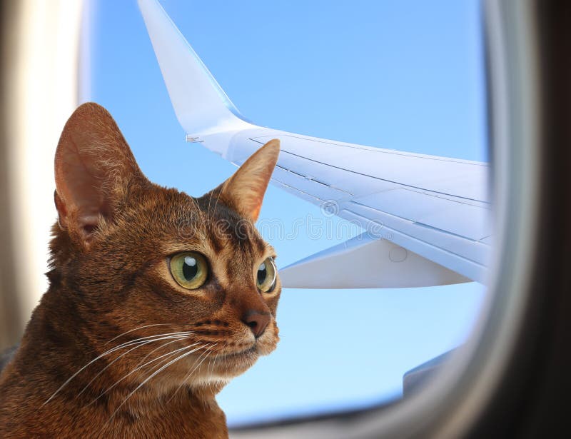 117 Cat Flying Airplane Stock Photos - Free & Royalty-Free Stock Photos ...