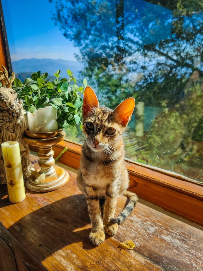 Cute Cat Looking at the Camera in Bright Morning Lights Stock Image ...