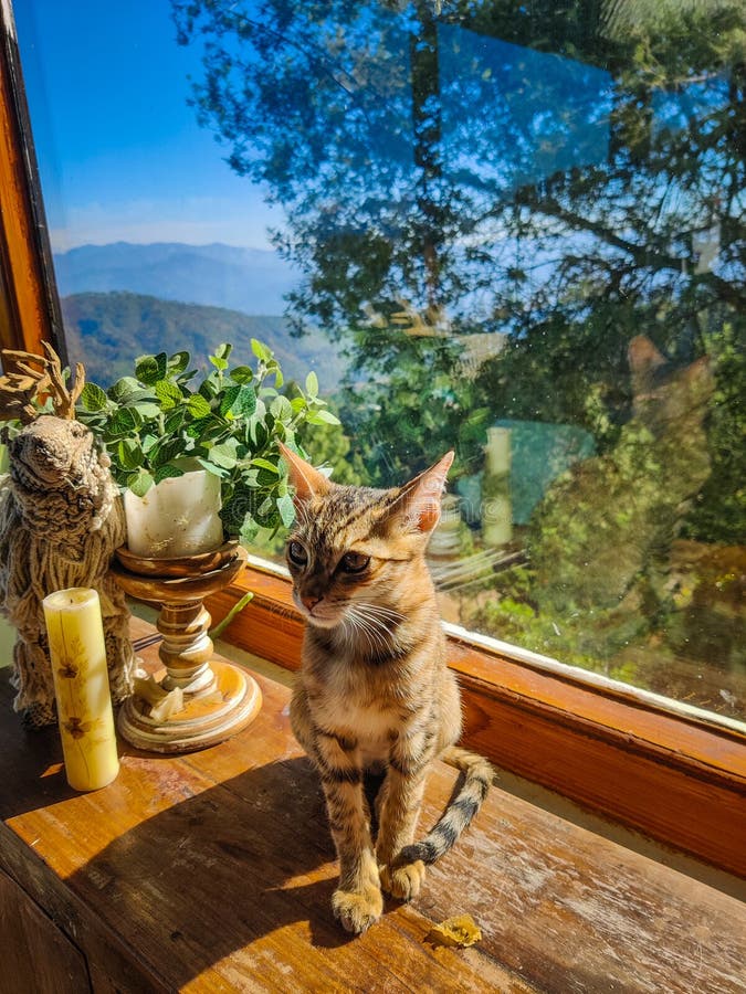 Cute Cat Looking at the Camera in Bright Morning Lights Stock Photo ...