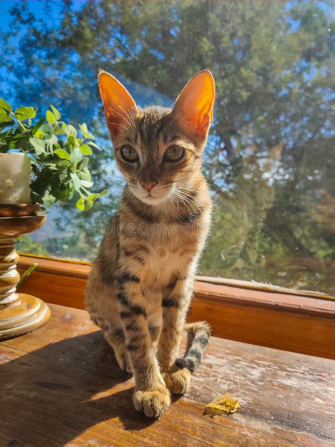 Cute Cat Looking at the Camera in Bright Morning Lights Stock Image ...