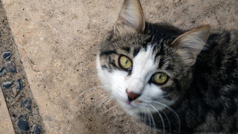 275 Cute Cairo Stock Photos - Free & Royalty-Free Stock Photos from Dreamstime