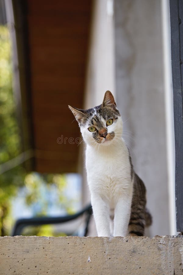 Cute Cat Looking at Camera. Stock Photo - Image of adorable, light ...